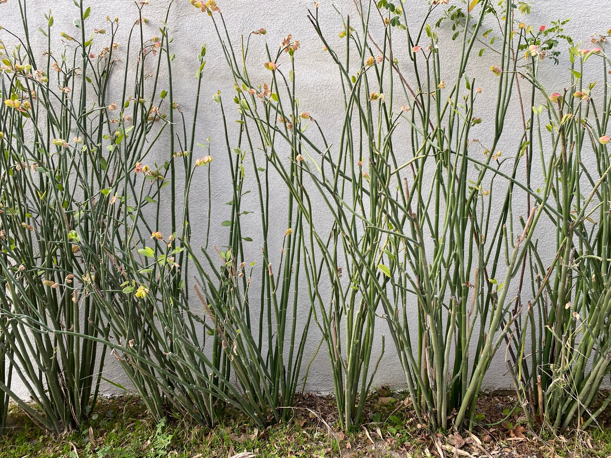 Pedilanthus bracteatus – Plant Material