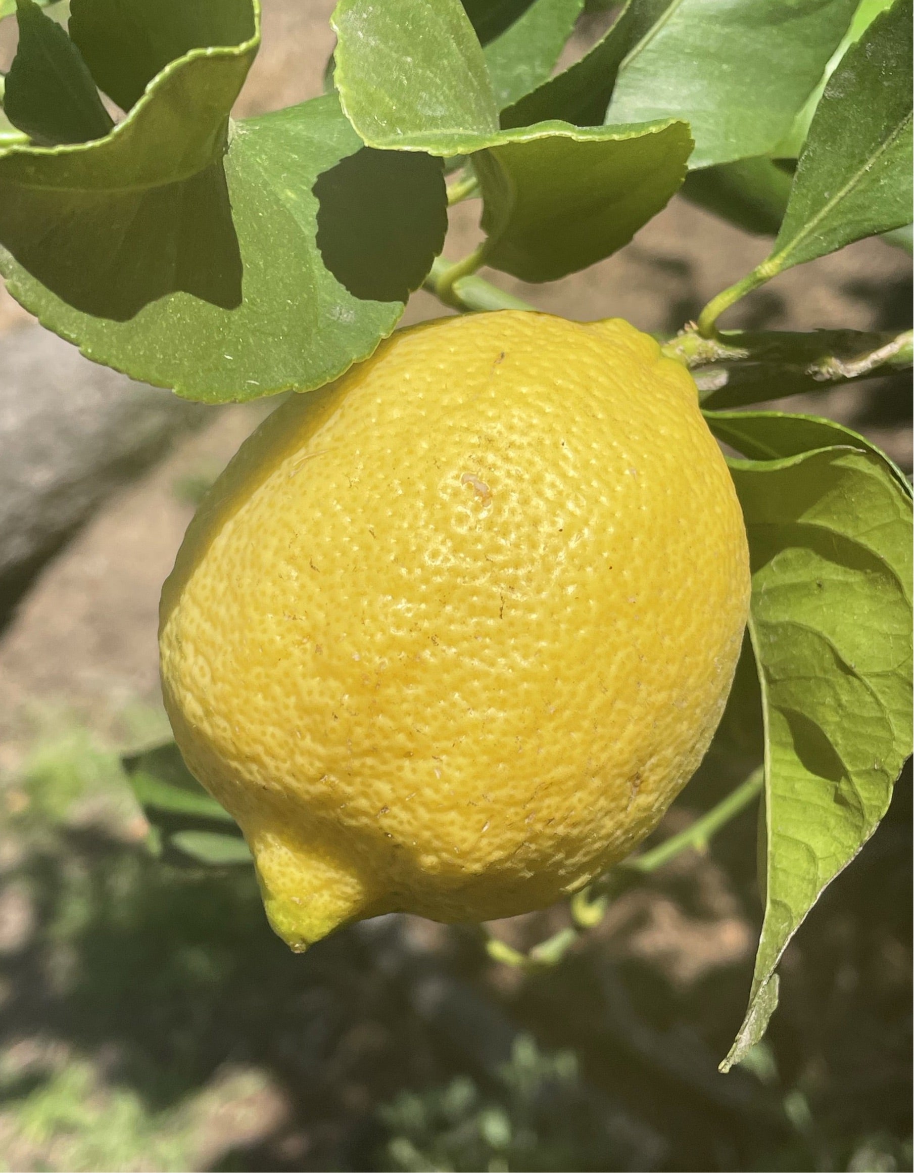 Eureka Lemon, semi-dwarf – Plant Material