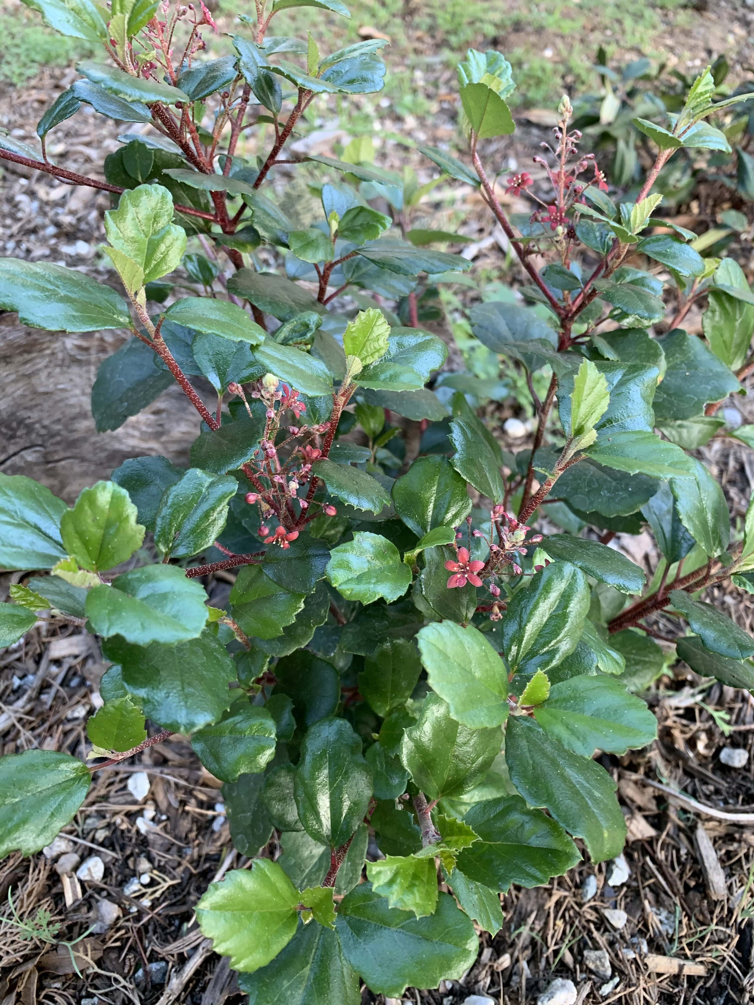Ribes viburnifolium, Evergreen Currant – Plant Material