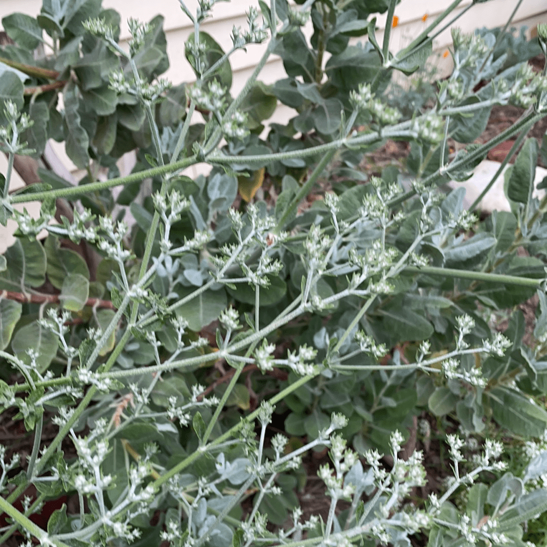 Eriogonum giganteum 'St. Catherines Lace' Buckwheat – Plant Material