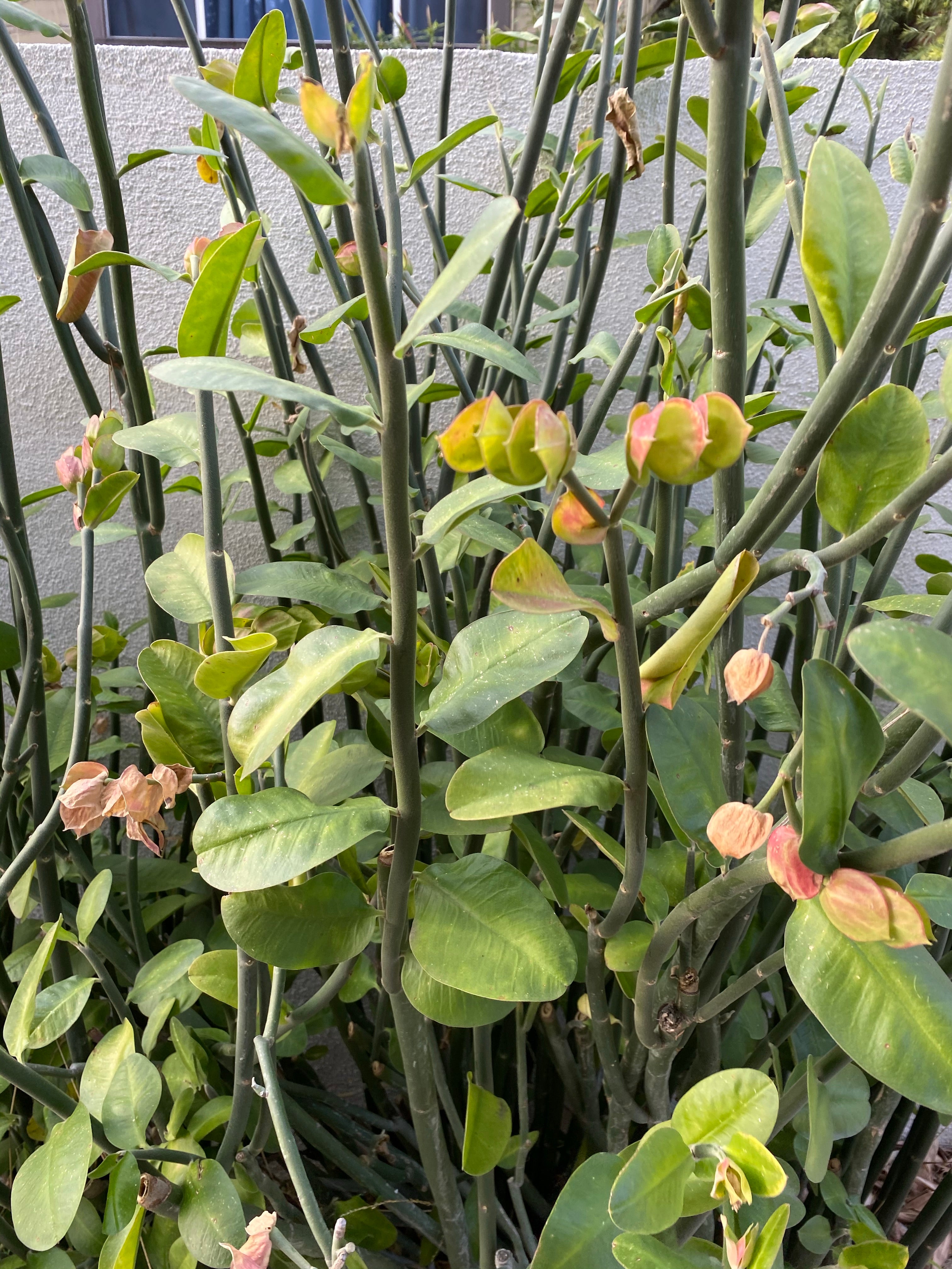 Pedilanthus bracteatus – Plant Material