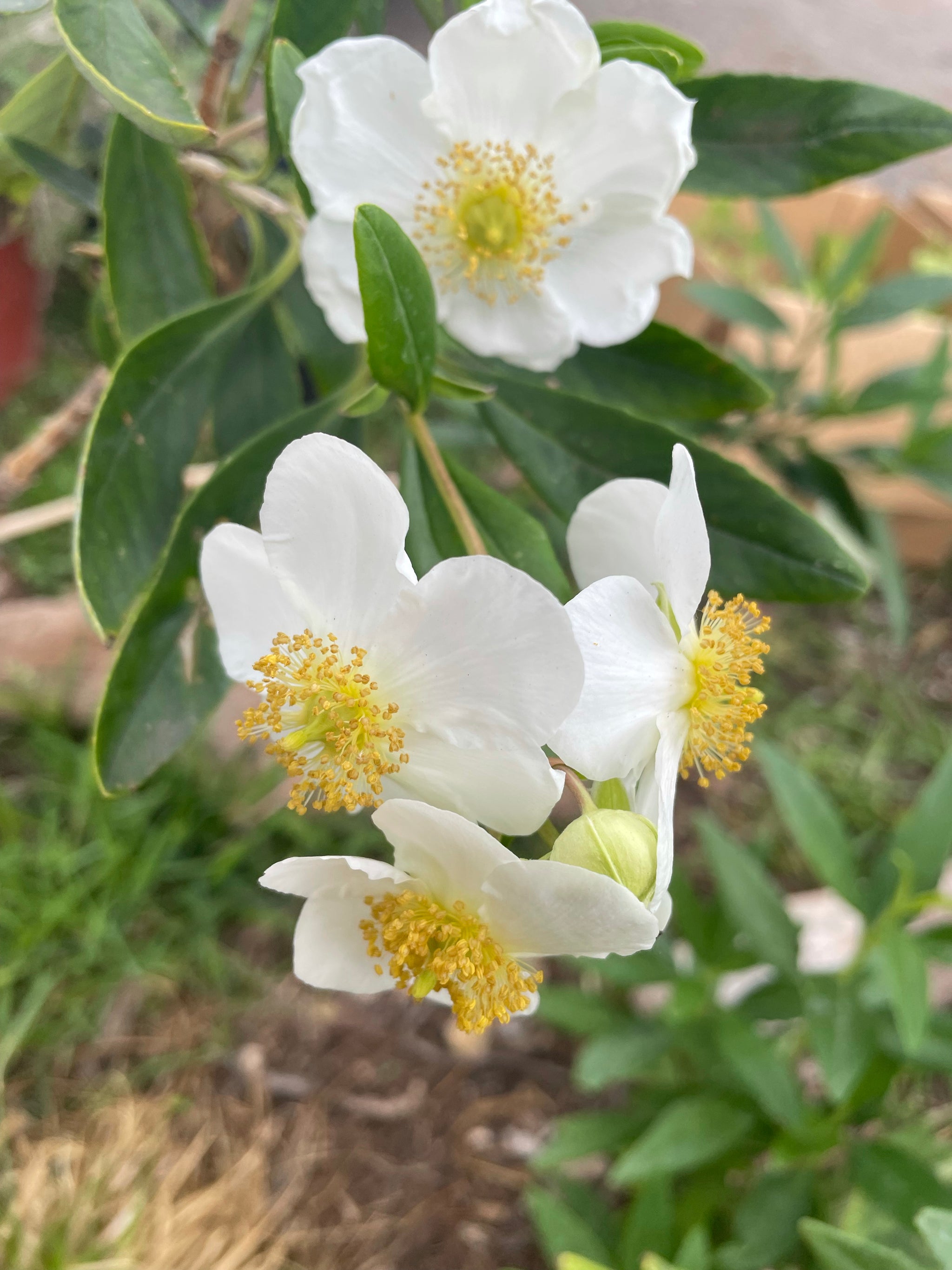 Carpenteria californica, Bush Anemone – Plant Material