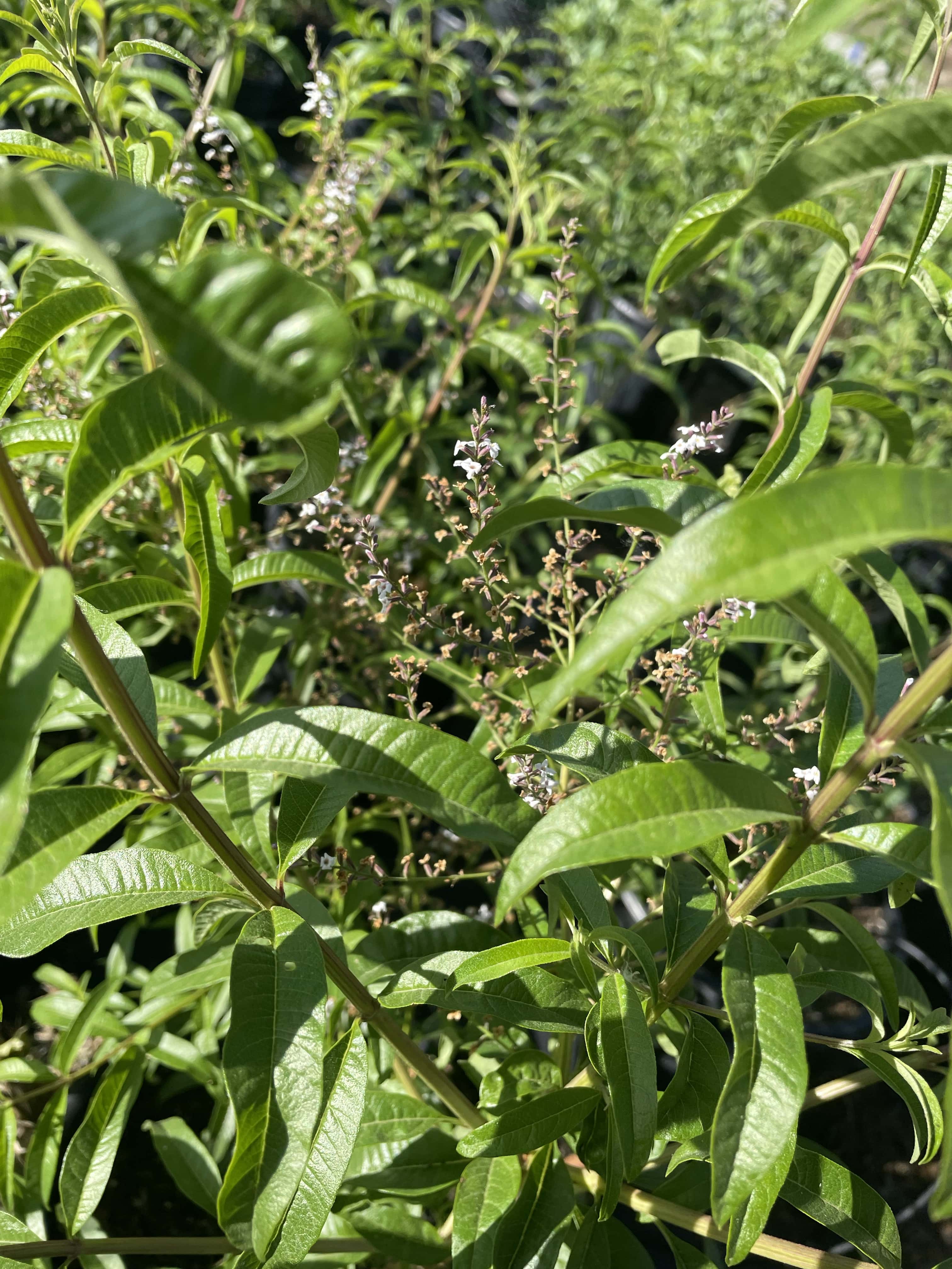 Aloysia triphylla, Lemon Verbena – Plant Material