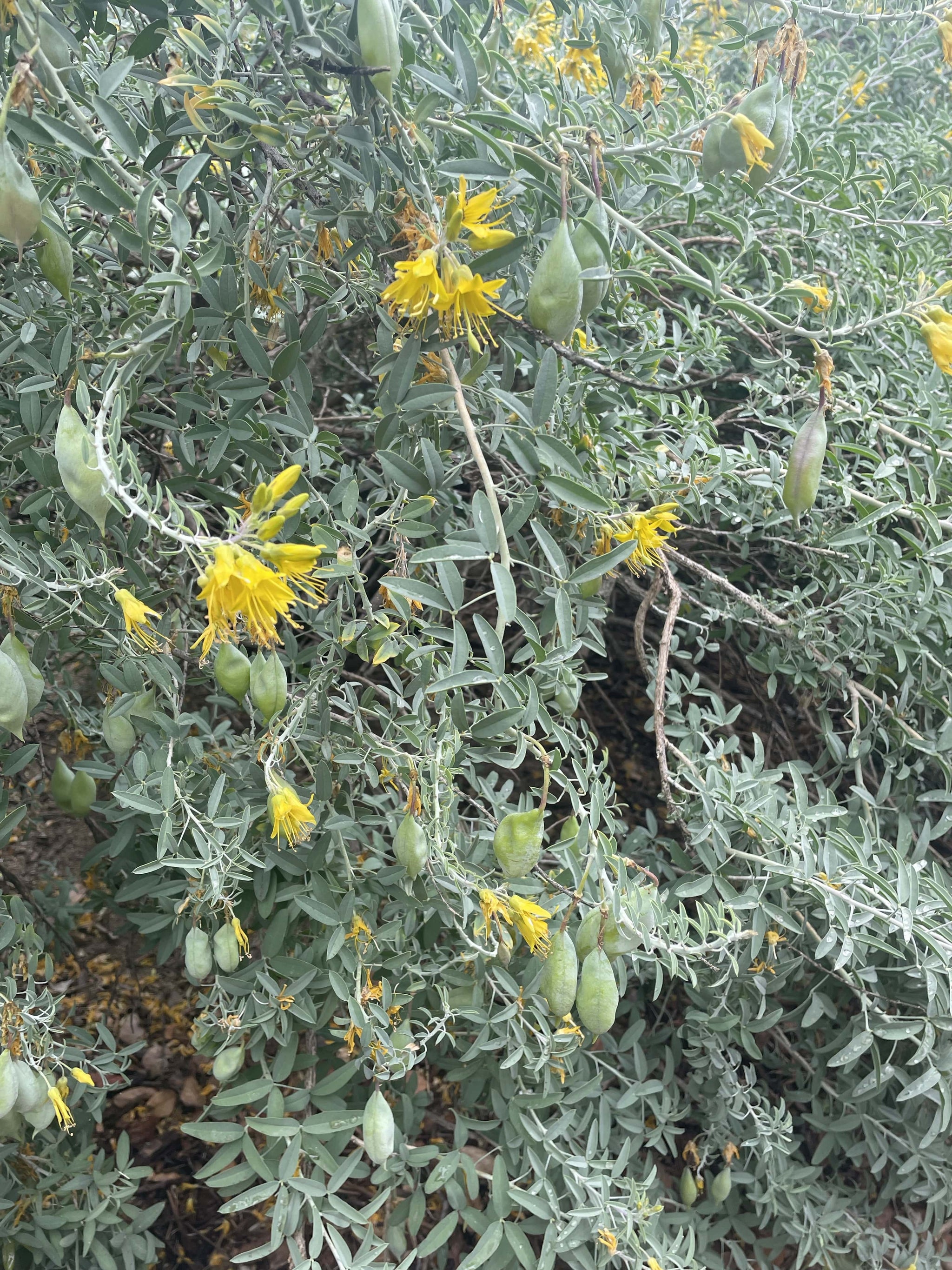 Isomeris arborea, Cleome isomeris (bladder pod) – Plant Material
