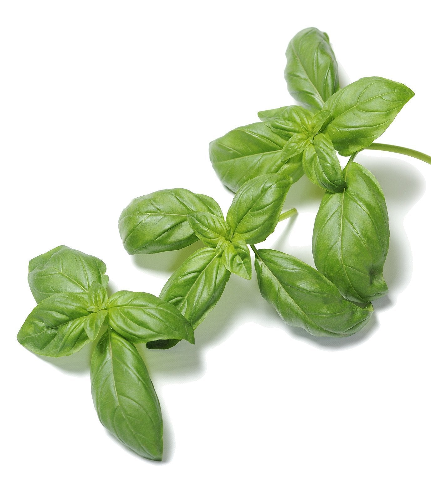 Organic Genovese Basil - Ocimum basilicul Seeds – Plant Material
