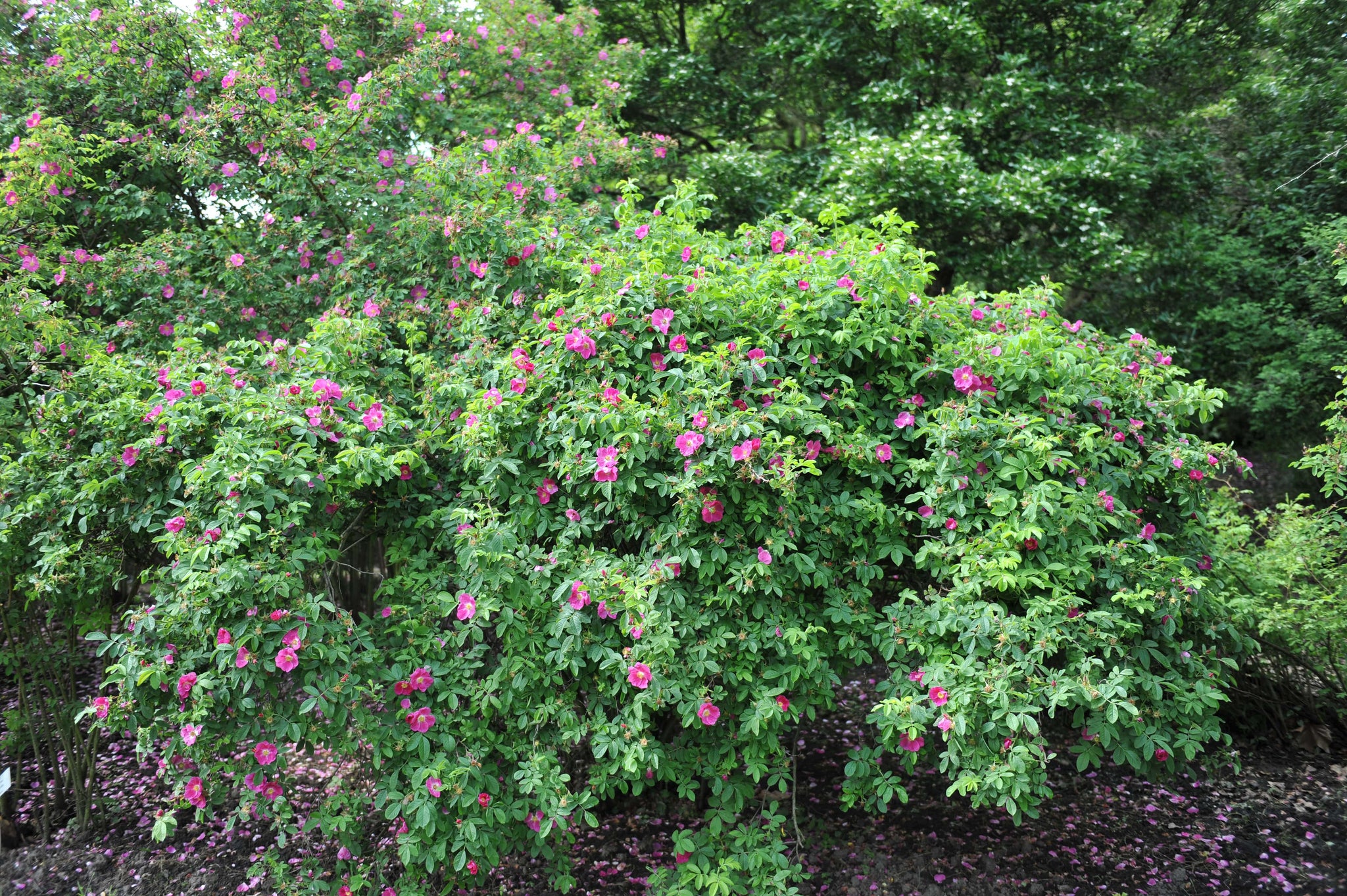 Rosa californica, California Rose – Plant Material