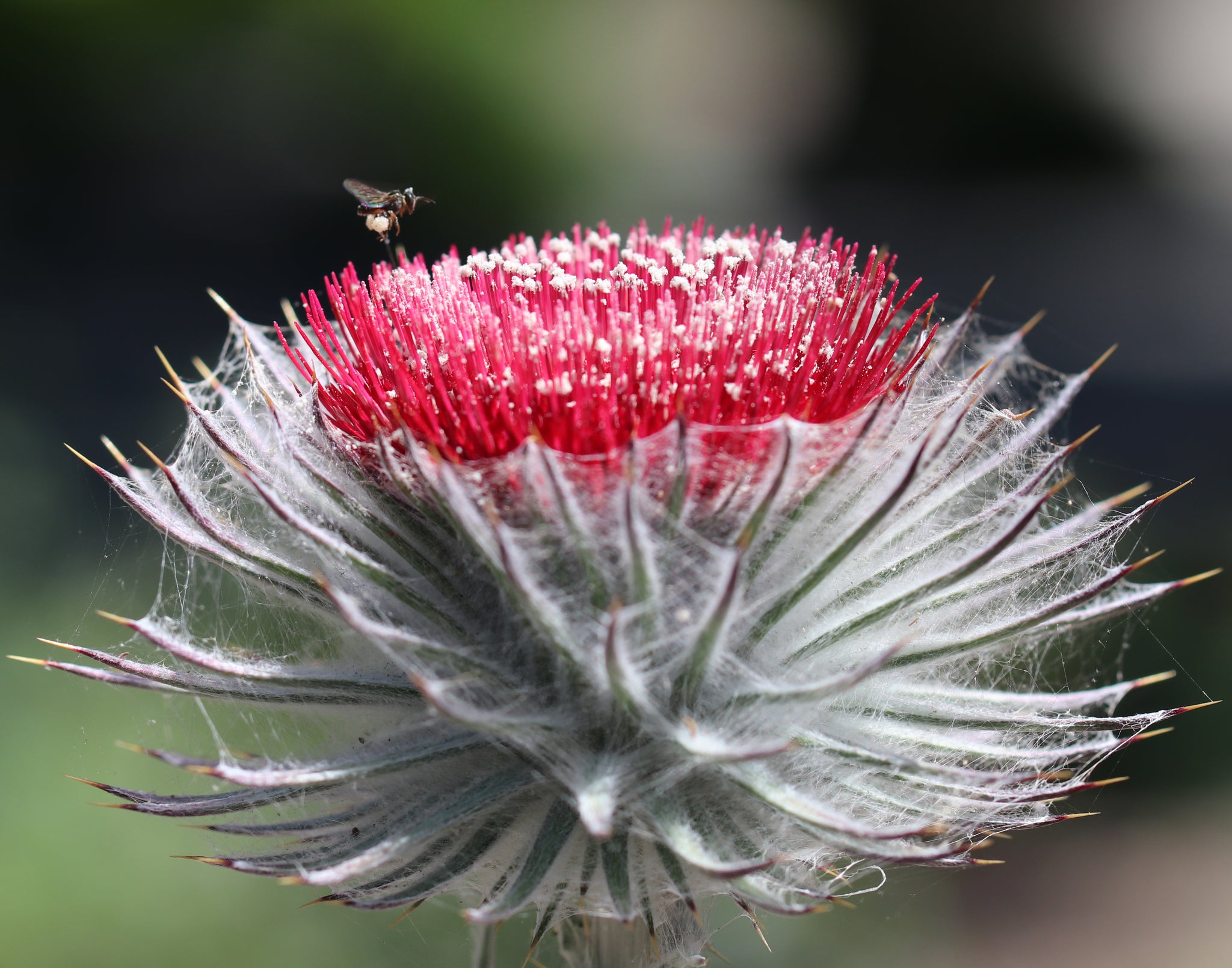 Cirsium occidentale, Cobweb Thistle – Plant Material
