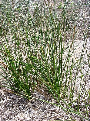 Juncus mexicanus – Plant Material